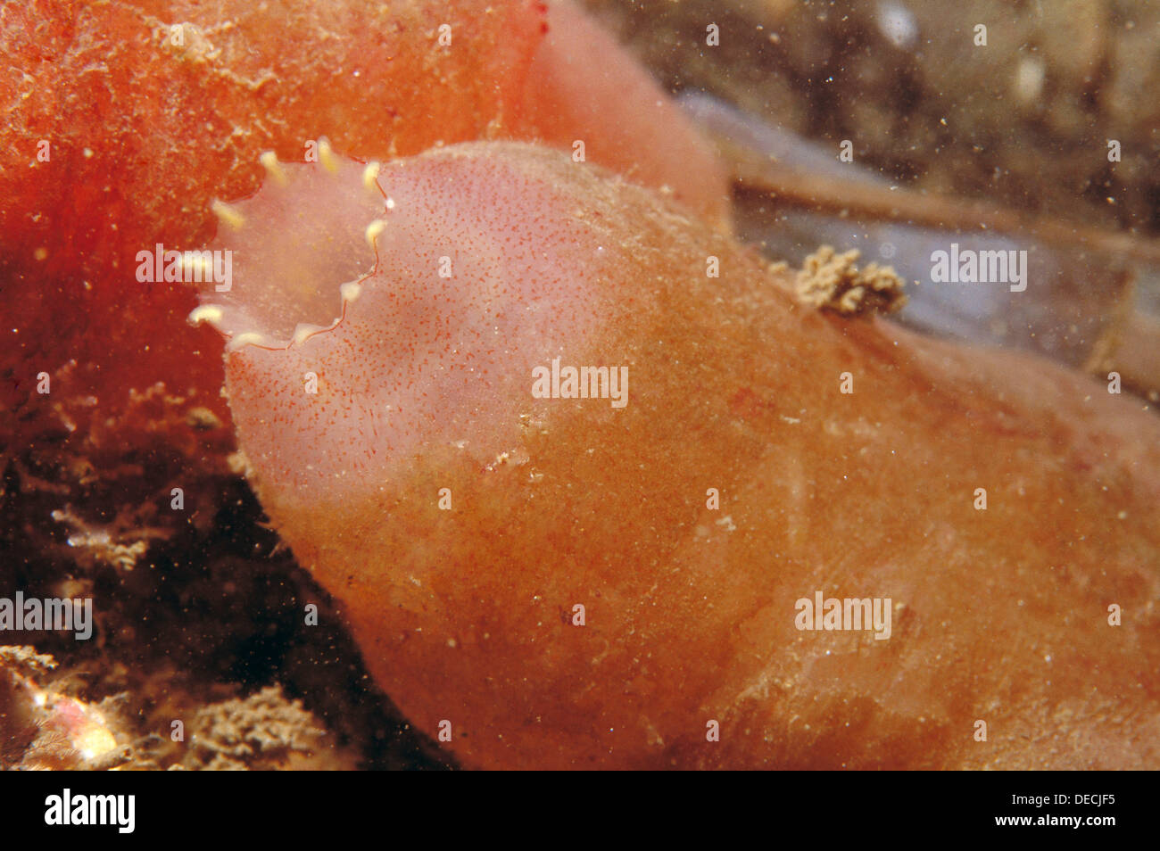 Ascidia hi-res stock photography and images - Alamy