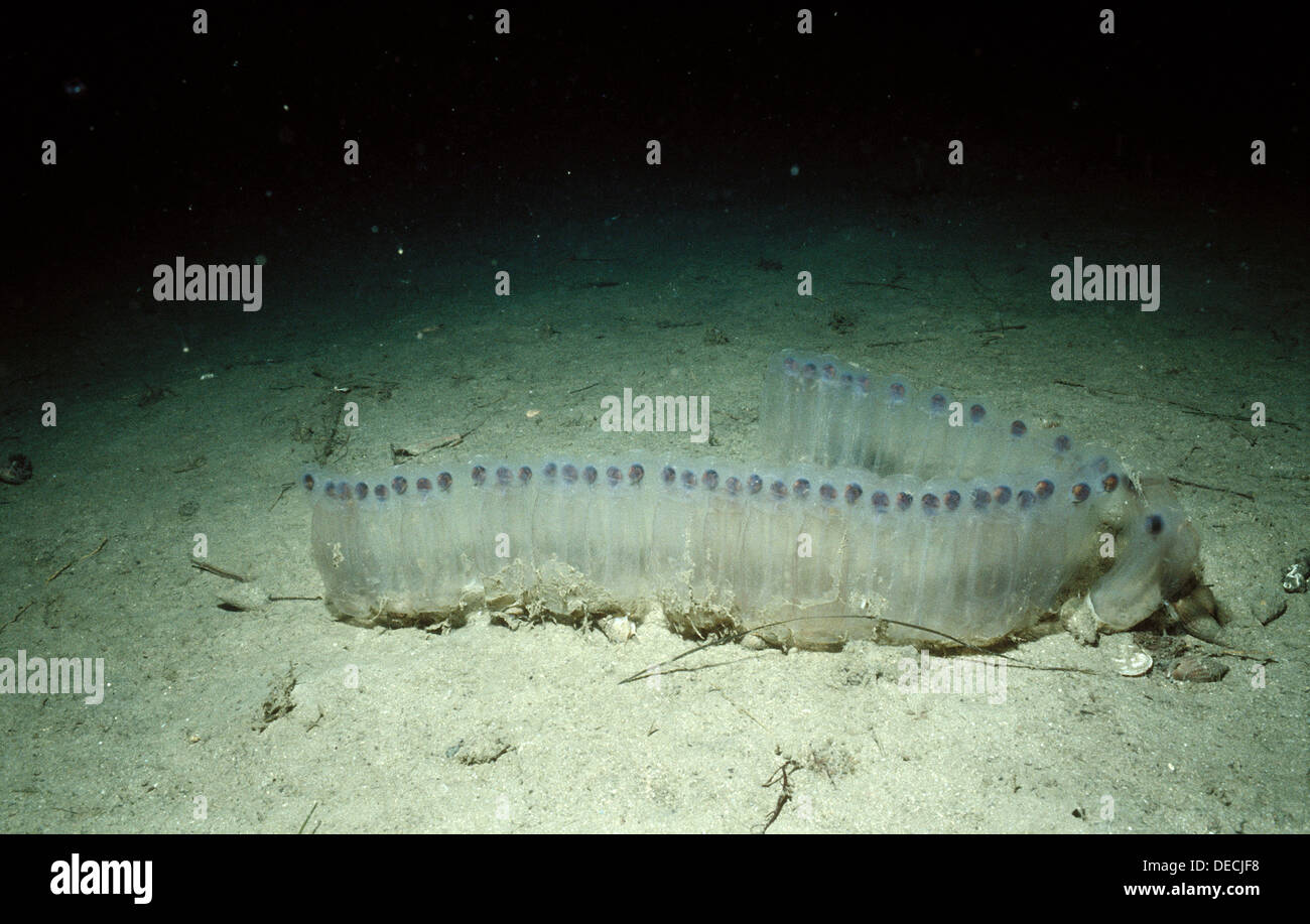 Salpa hi-res stock photography and images - Alamy