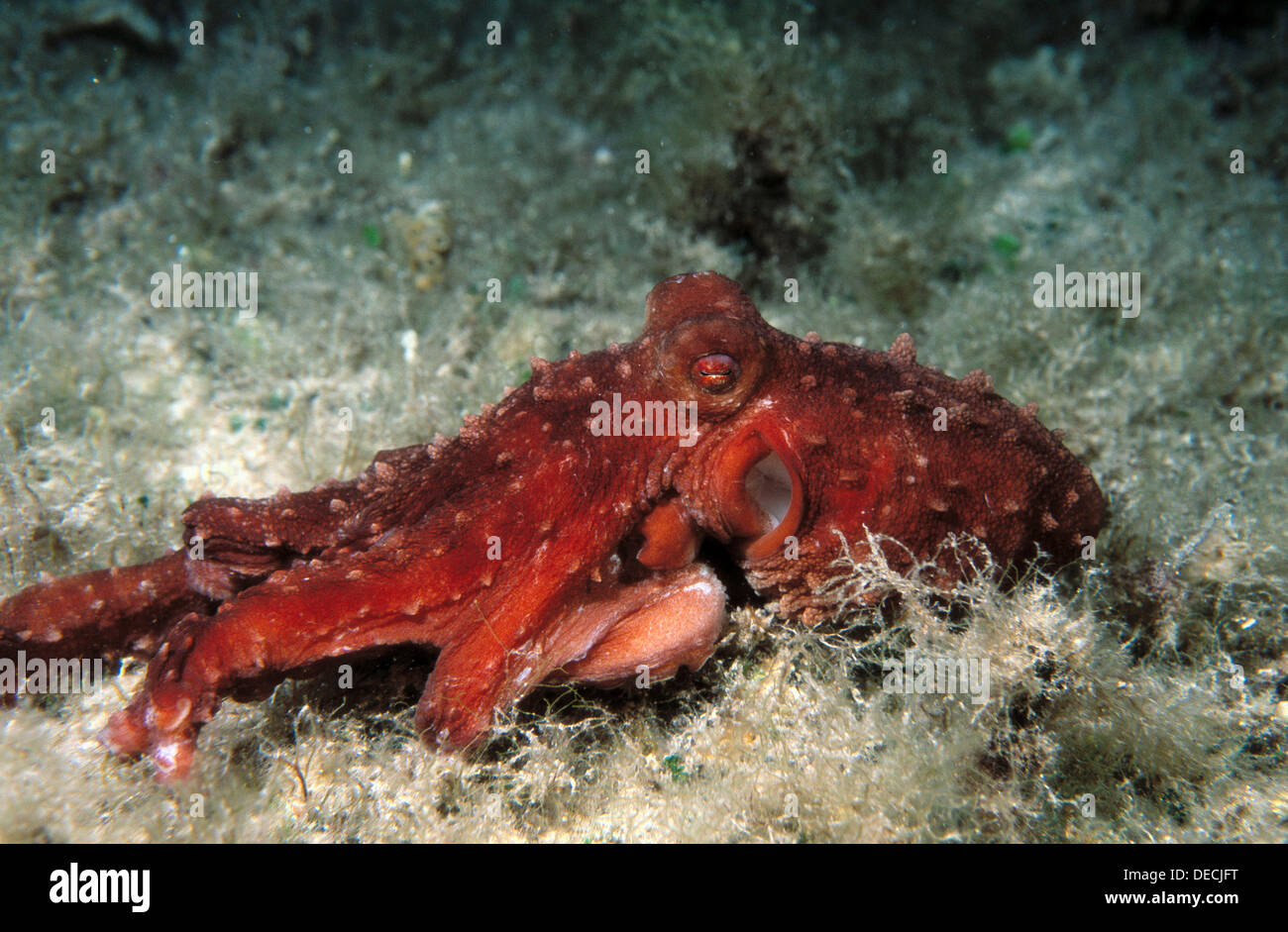 White Spotted Octopus Octopus Macropus High Resolution Stock ...