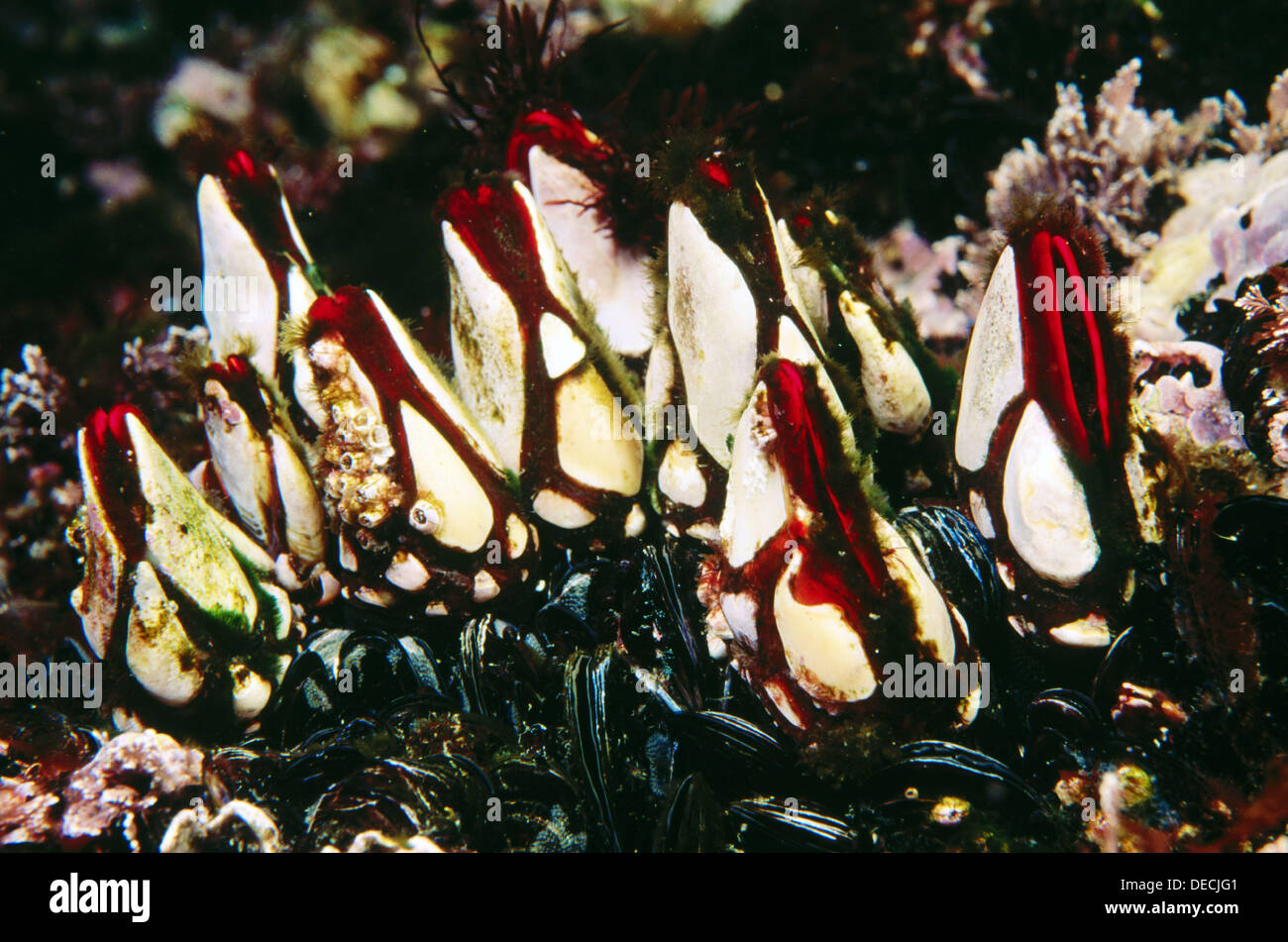 Barnacles Pollicipes Cornucopia Galicia High Resolution Stock ...
