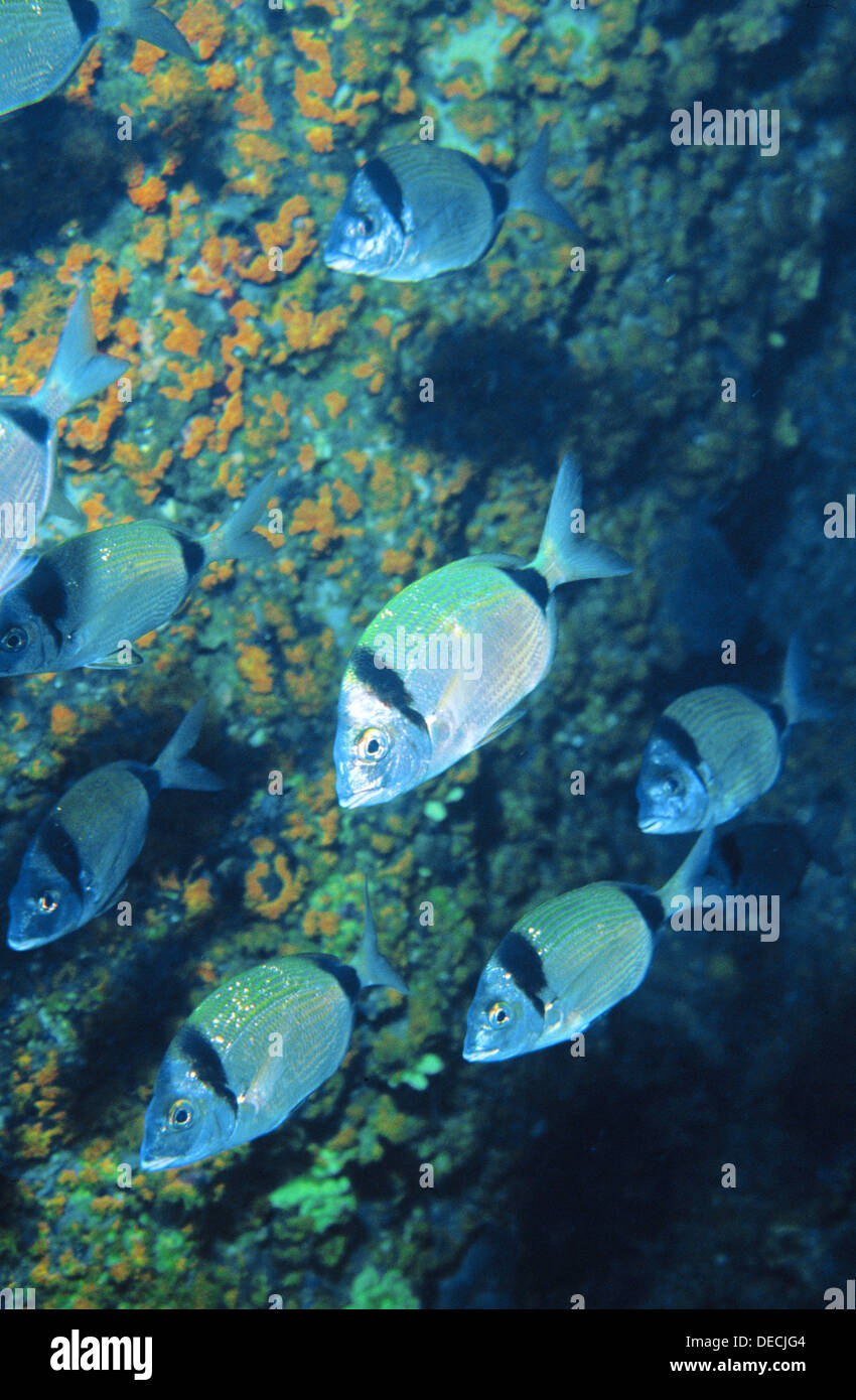 Two sea breams hi-res stock photography and images - Alamy