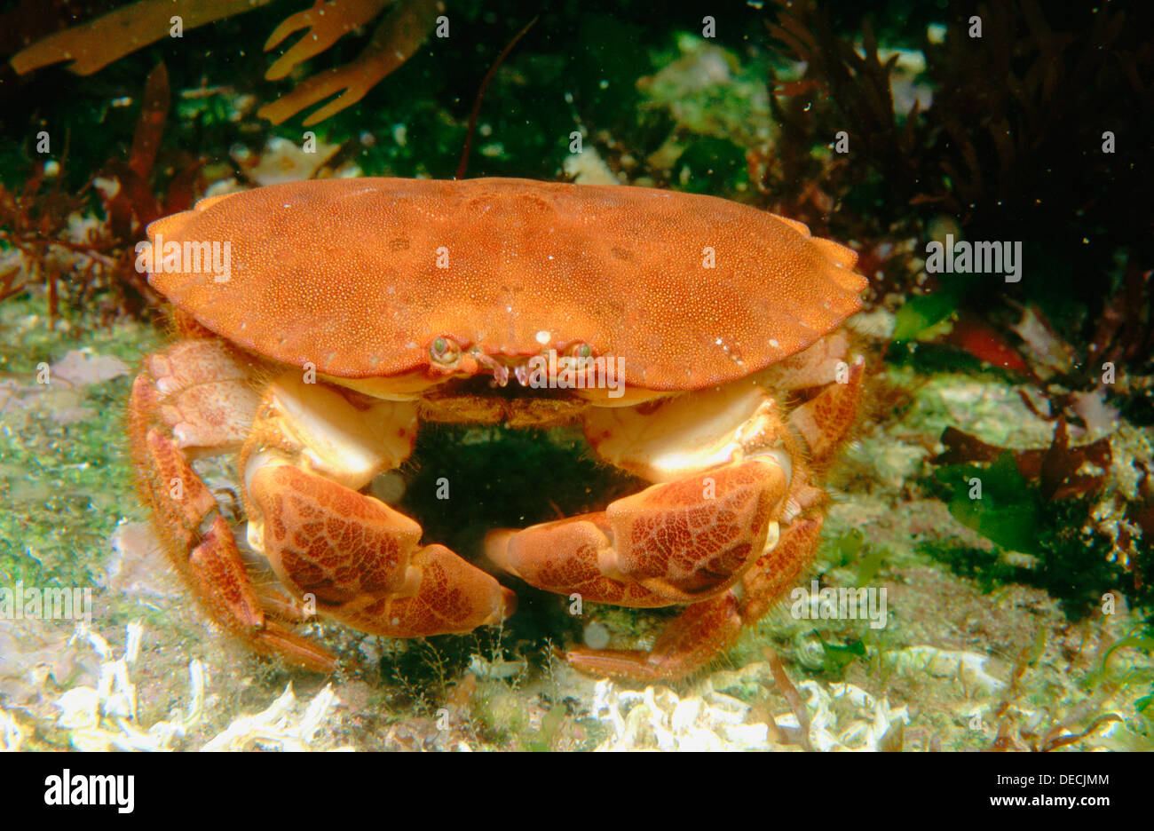 Cancer Pagurus Not Food High Resolution Stock Photography and Images ...