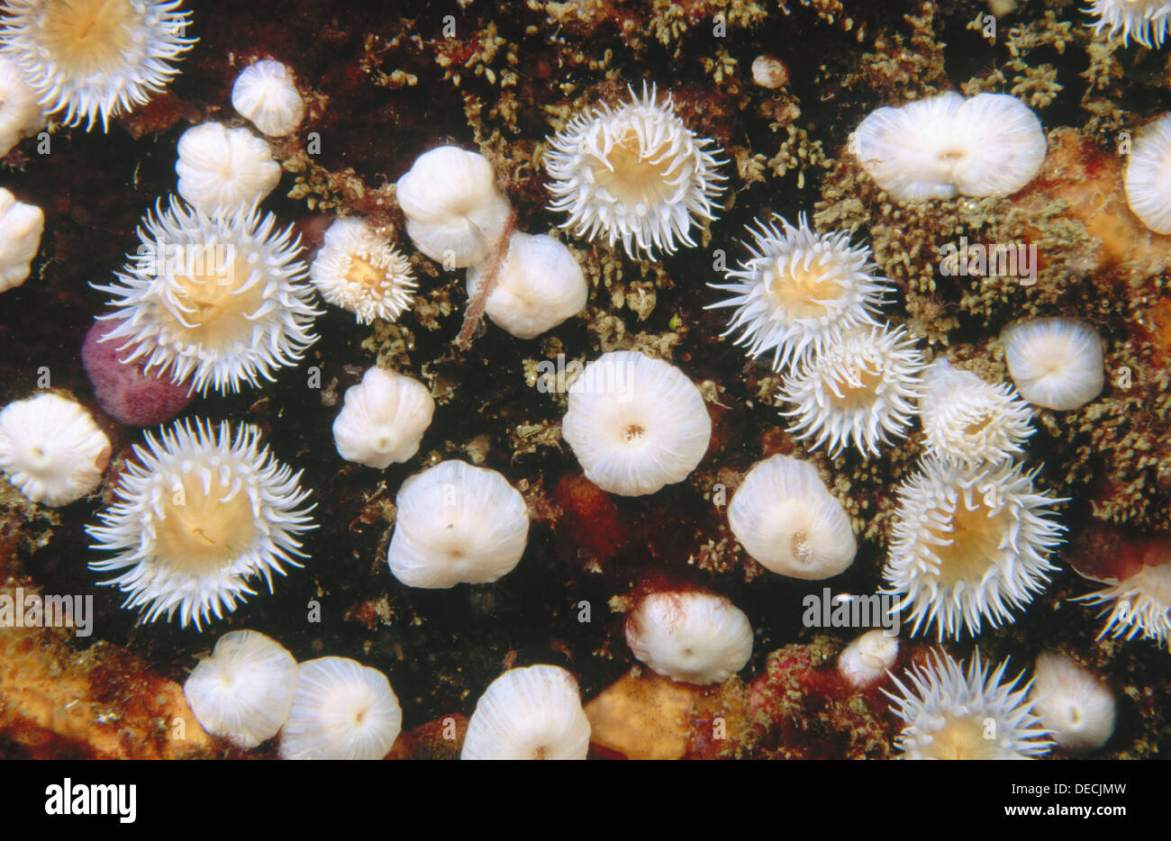 Order actiniaria hi-res stock photography and images - Alamy