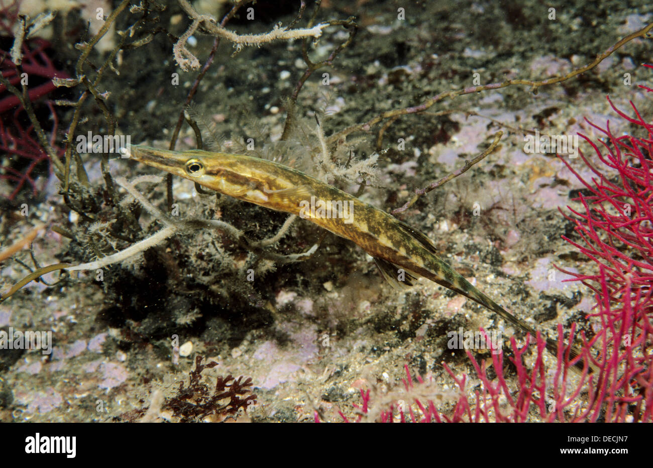 Spinachia Spinachia Stock Photos & Spinachia Spinachia Stock Images - Alamy