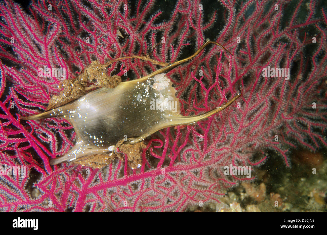 Raja undulata undulate ray hi-res stock photography and images - Alamy
