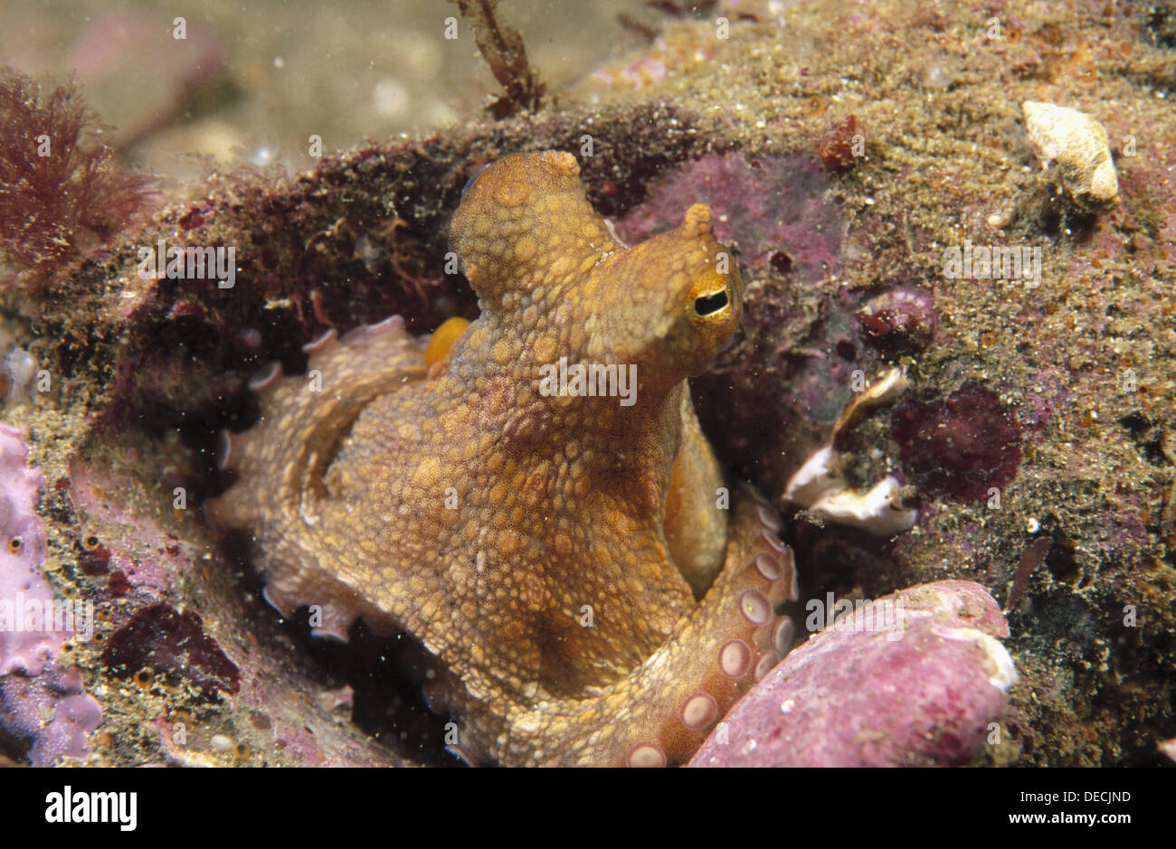 Zoology animal mollusc common octopus hi-res stock photography and ...