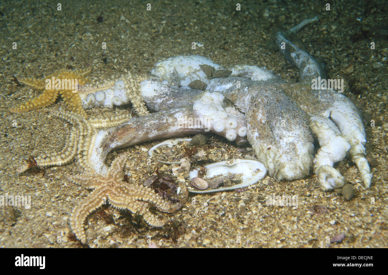 Zoology animal mollusc common octopus hi-res stock photography and ...