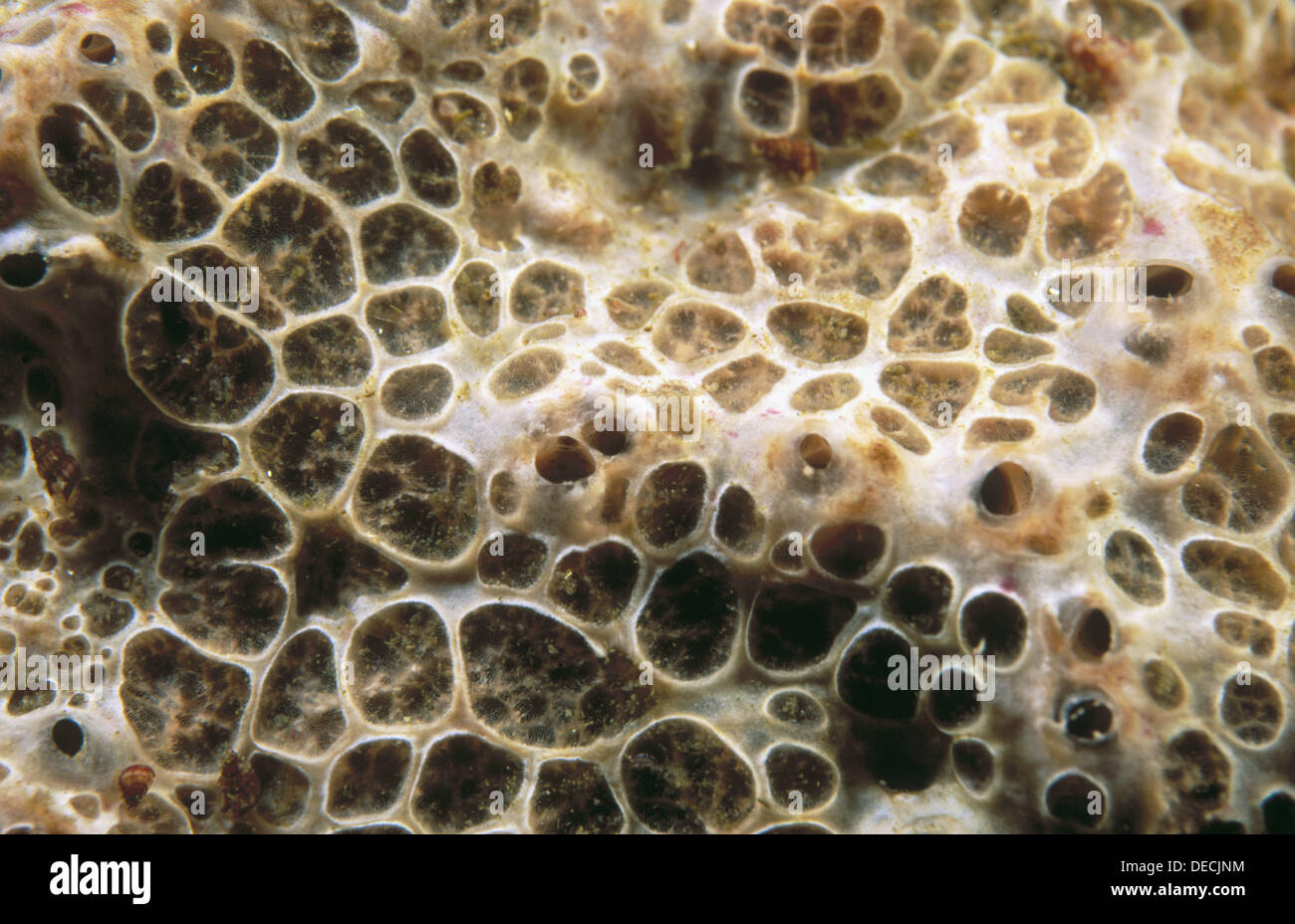 Detail hemimycale columella hi-res stock photography and images - Alamy