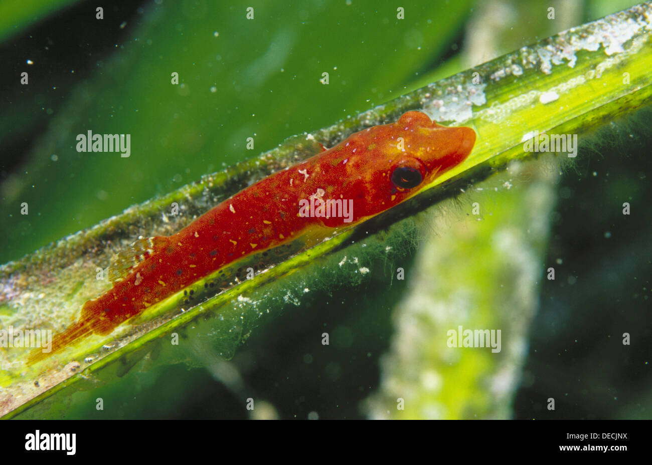 Connemarra hi-res stock photography and images - Alamy