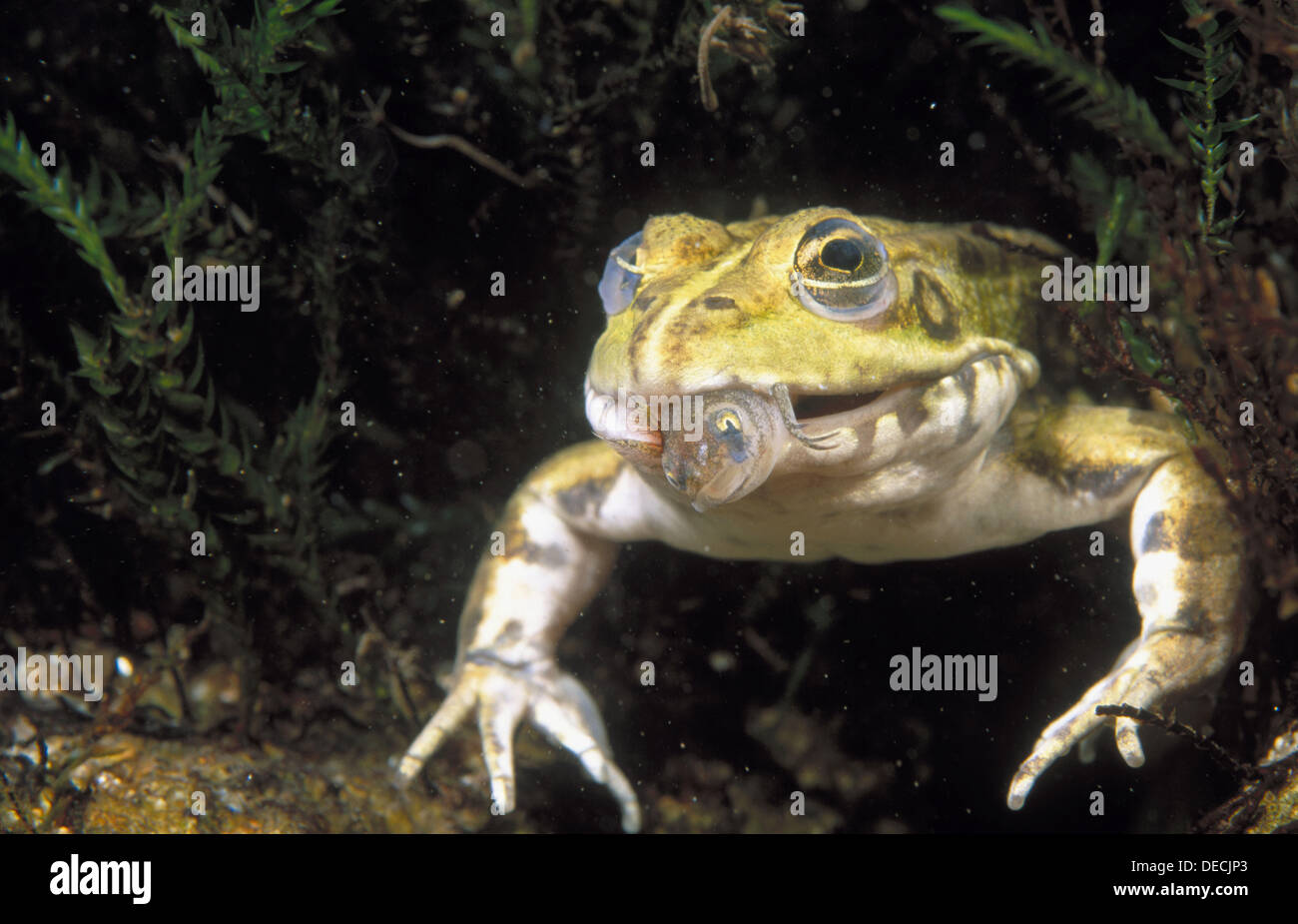 Amphibian Larvas High Resolution Stock Photography and Images - Alamy