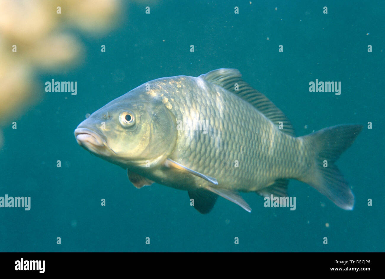 La carpio hi-res stock photography and images - Alamy