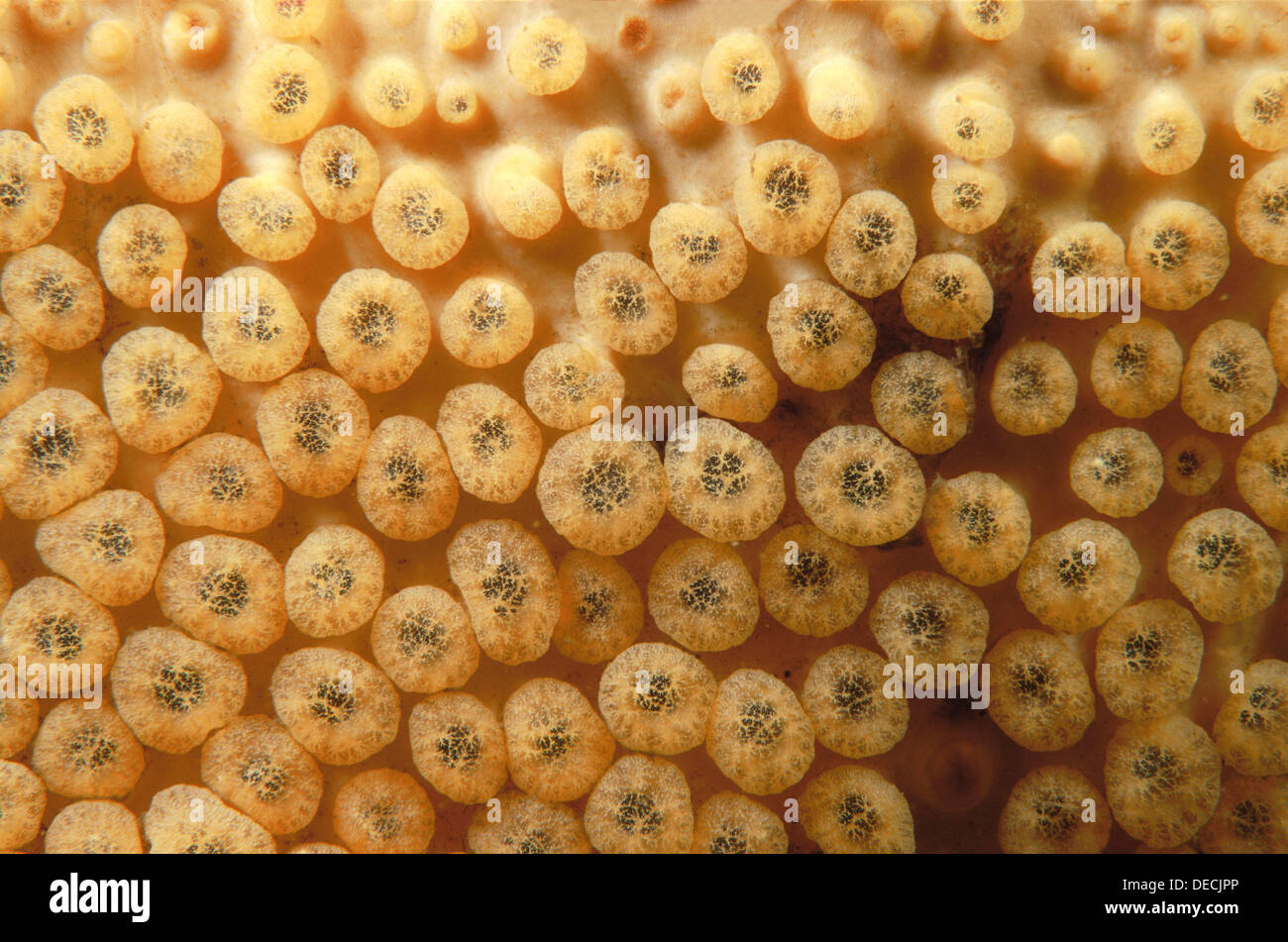 Cliona Celata Stock Photos & Cliona Celata Stock Images - Alamy