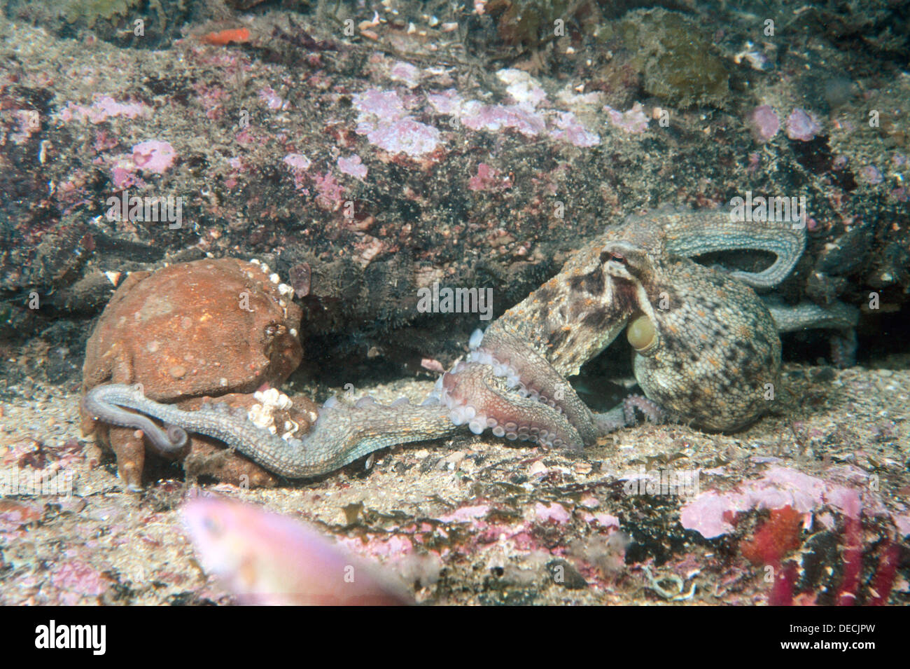 Octopus Attack Victim