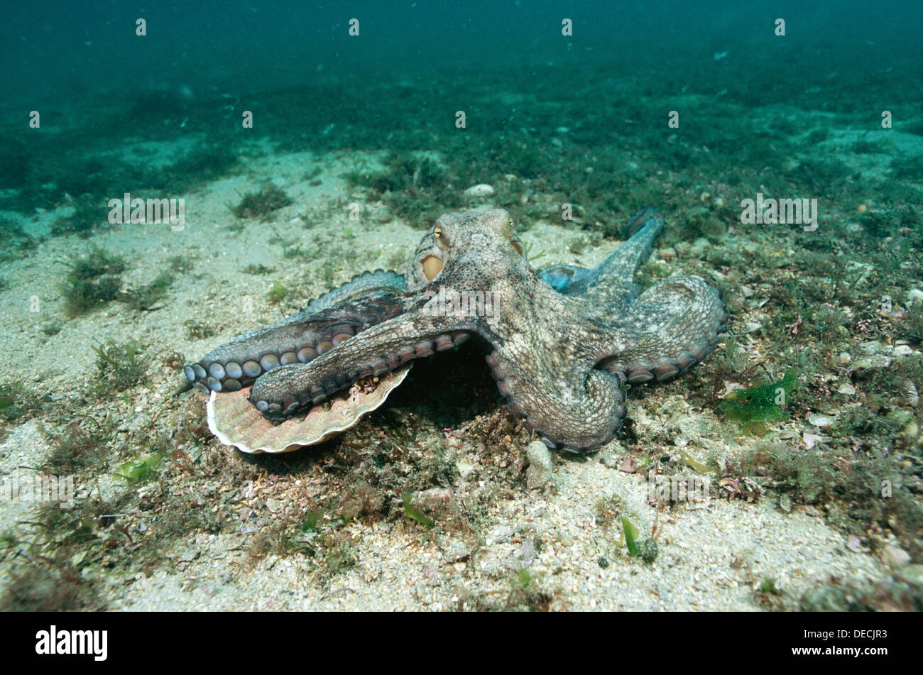 Octopus Catching Stock Photos & Octopus Catching Stock Images - Alamy