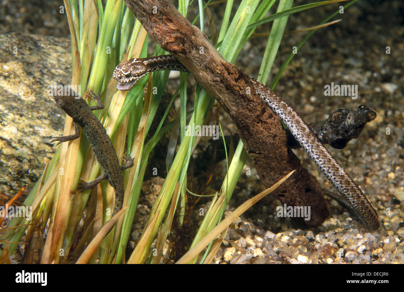 Bosca Newt High Resolution Stock Photography and Images - Alamy
