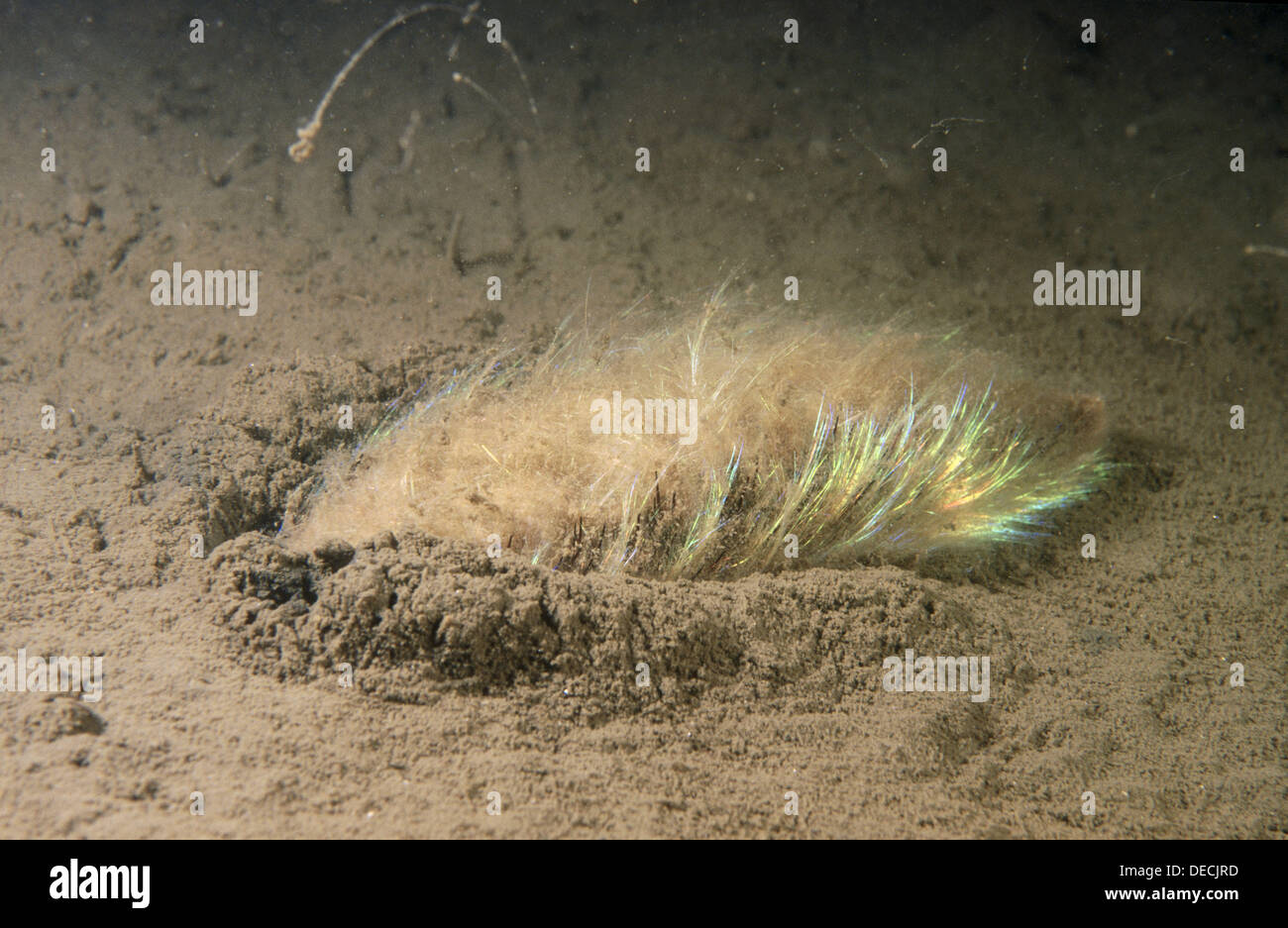Sea mouse aphrodita aculeata hi-res stock photography and images - Alamy