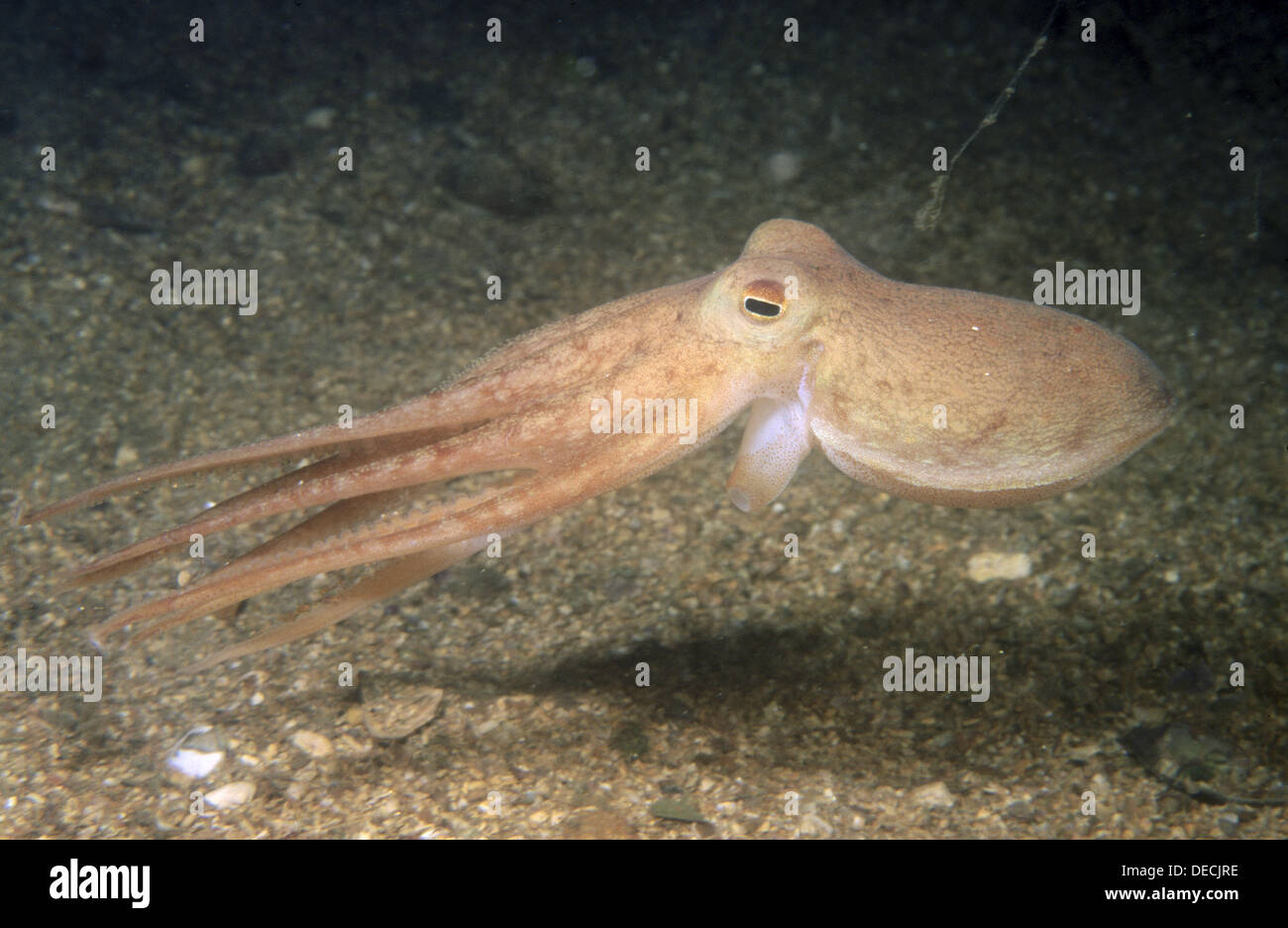 Horned octopus hi-res stock photography and images - Alamy