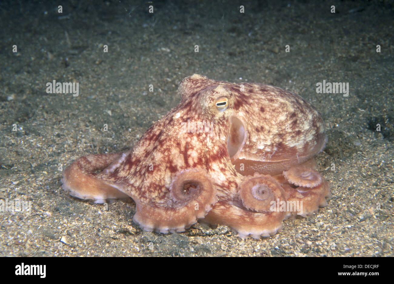 Horned octopus hi-res stock photography and images - Alamy