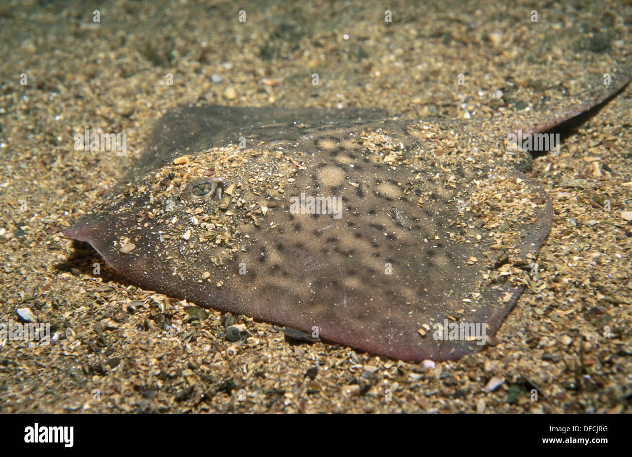 Thornback ray fish raja clavata hi-res stock photography and images - Alamy
