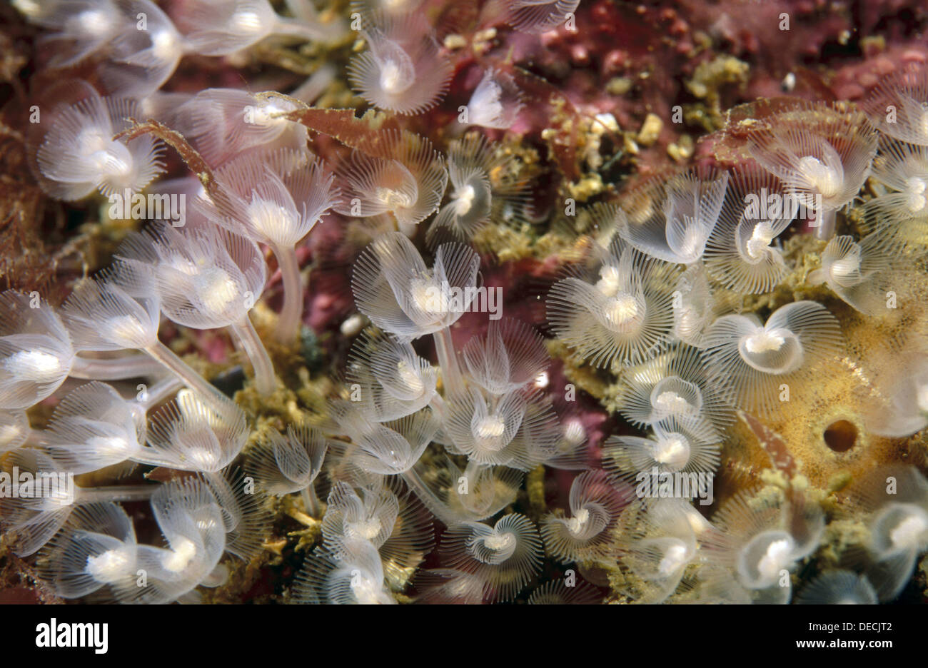Horseshoe worms hi-res stock photography and images - Alamy