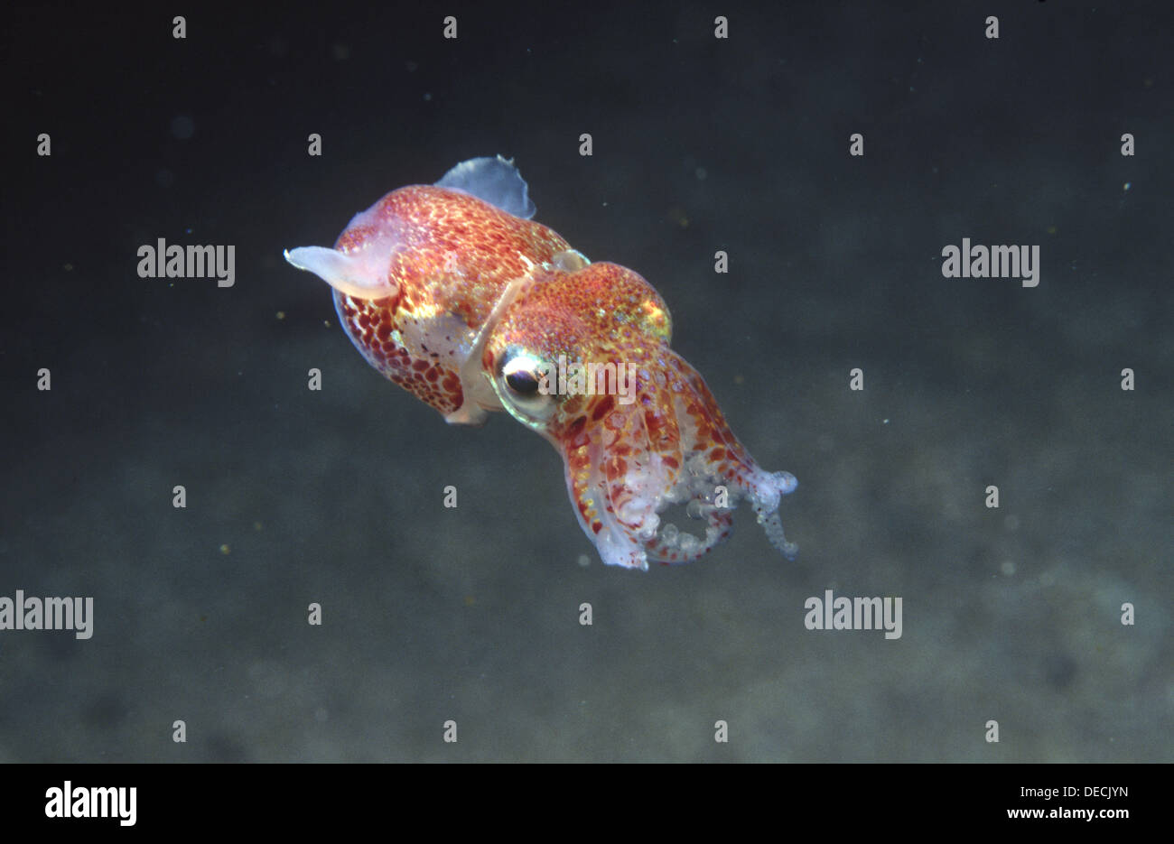 Atlantic Bobtail High Resolution Stock Photography and Images - Alamy