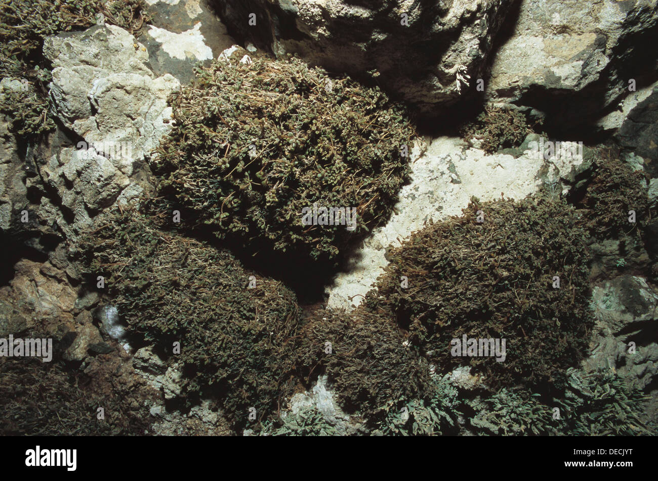 Underwater savage hi-res stock photography and images - Alamy