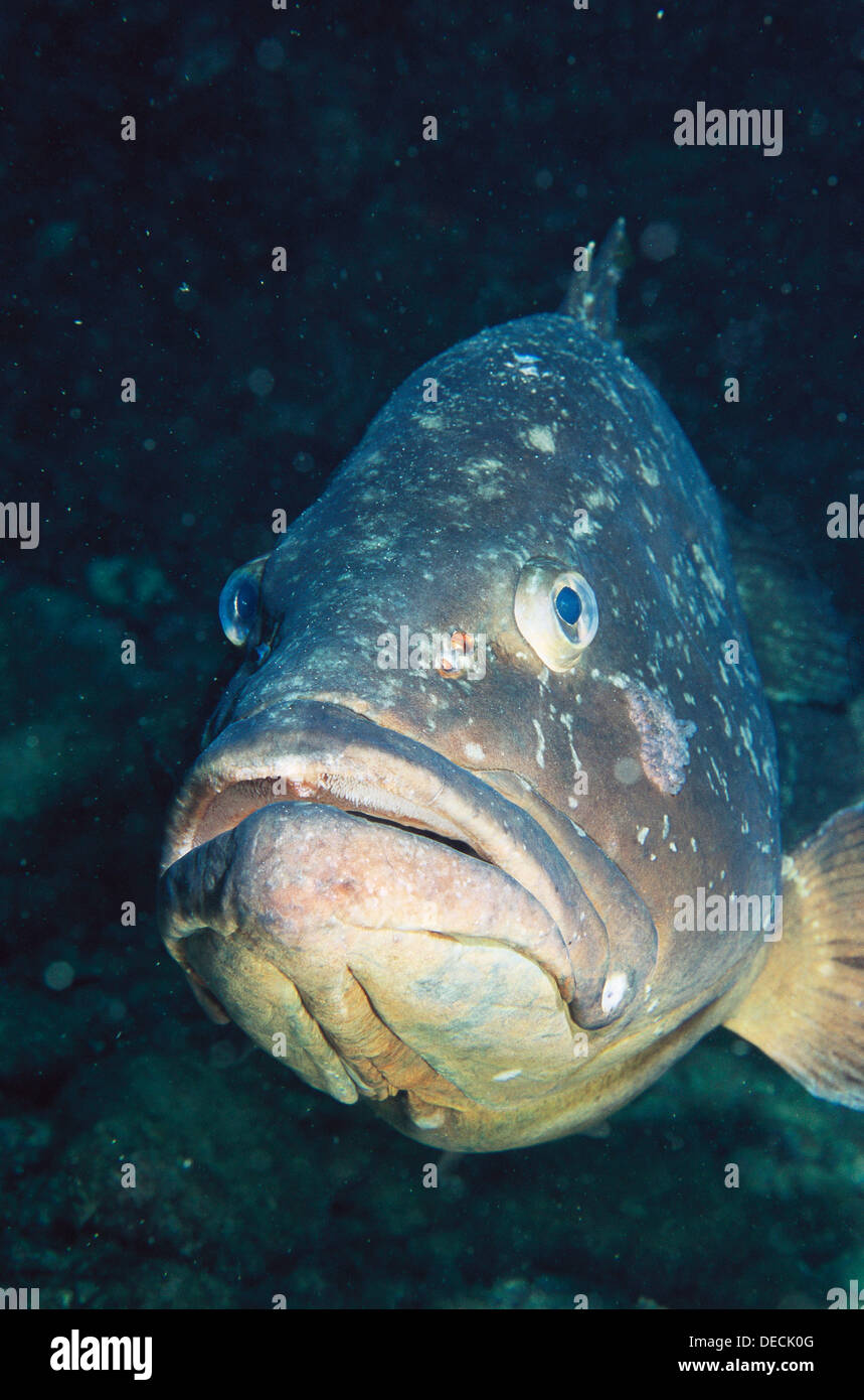 Selvagens Islands High Resolution Stock Photography and Images - Alamy