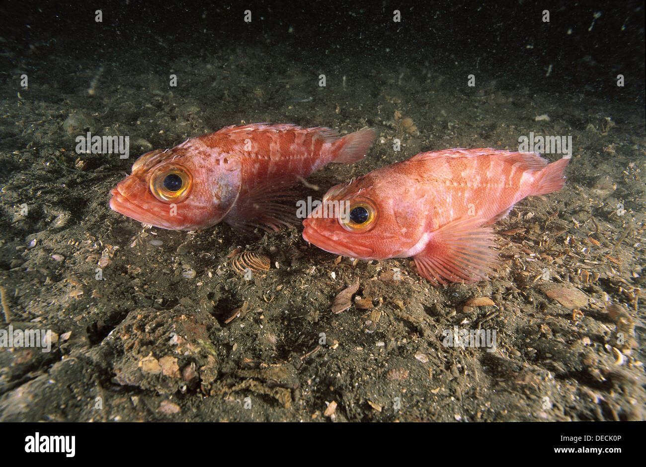 Helicolenus Dactylopterus High Resolution Stock Photography and Images ...