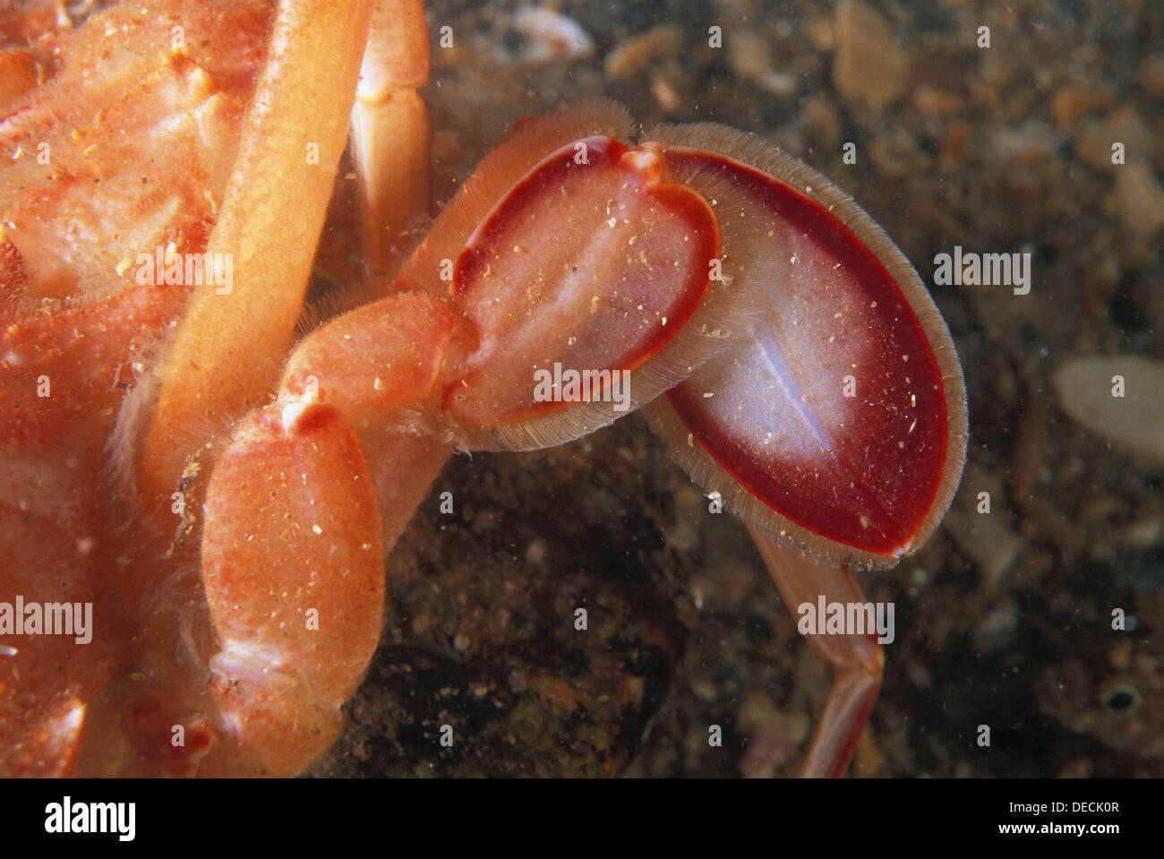 Macropipus tuberculatus hi-res stock photography and images - Alamy