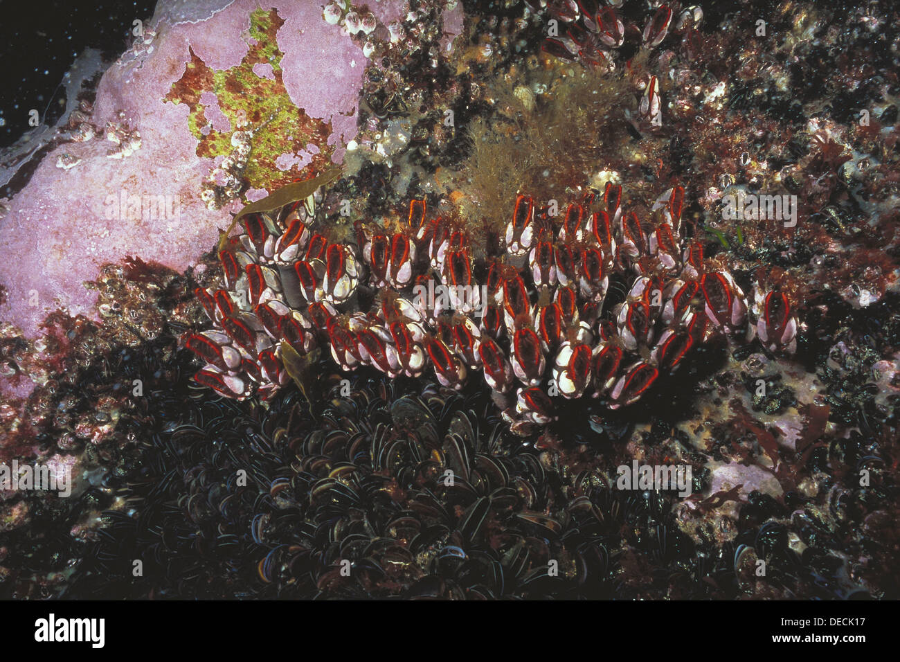 Barnacles pollicipes cornucopia galicia hi-res stock photography and ...