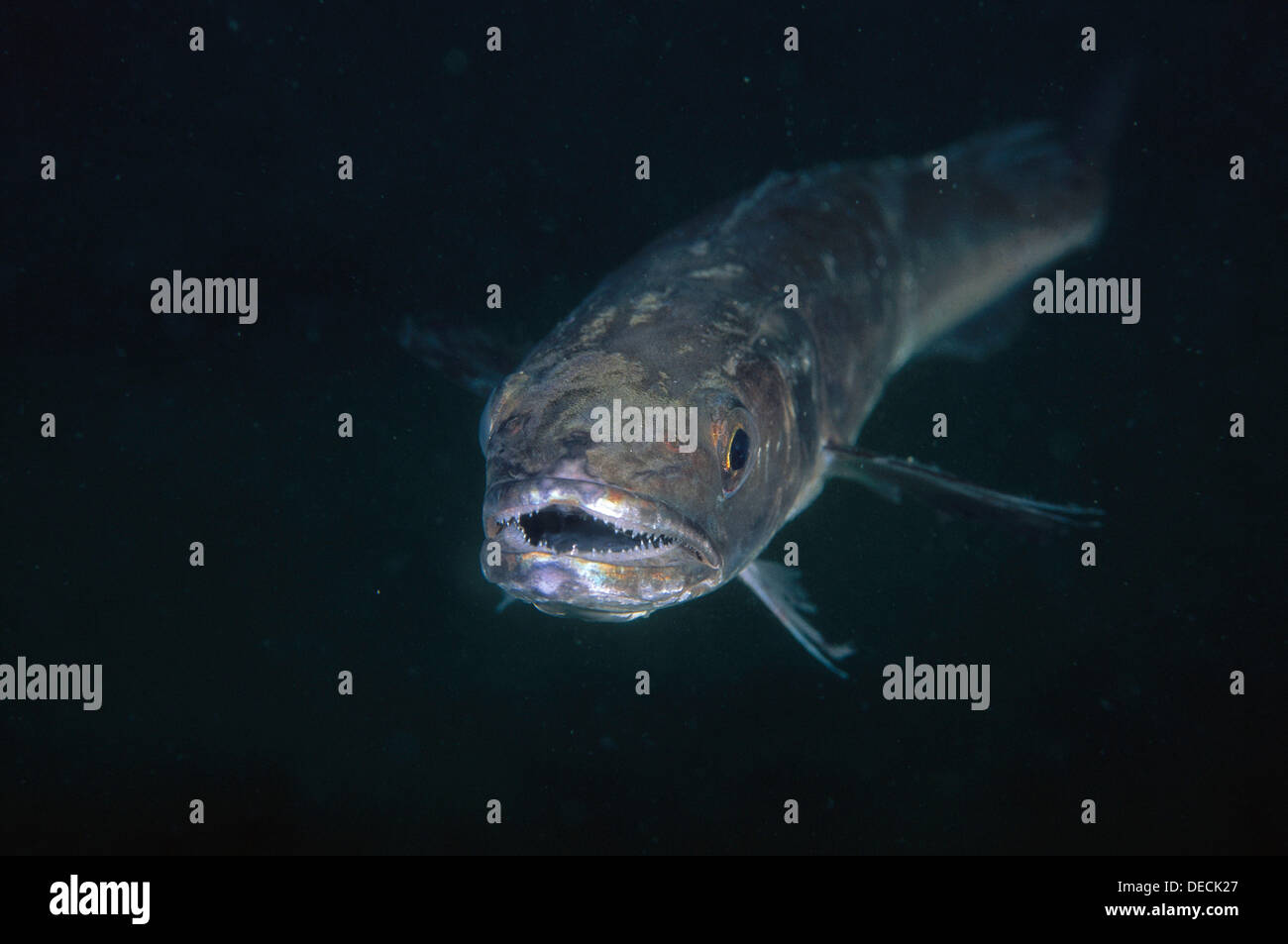 Merluccius merluccius hi-res stock photography and images - Alamy