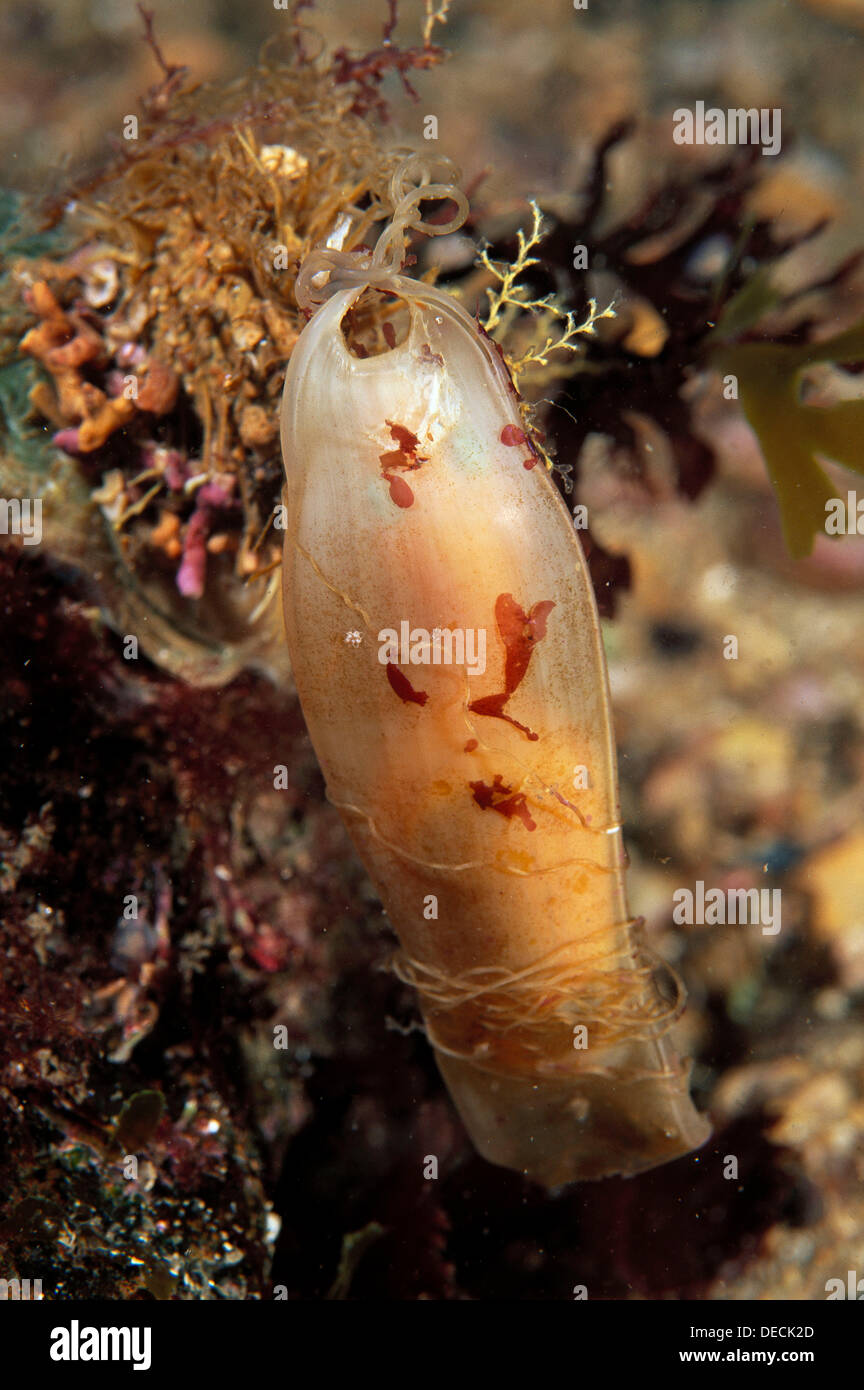 Fish embryo hi-res stock photography and images - Alamy