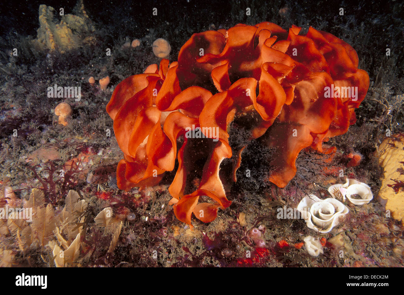 Rose coral hi-res stock photography and images - Alamy