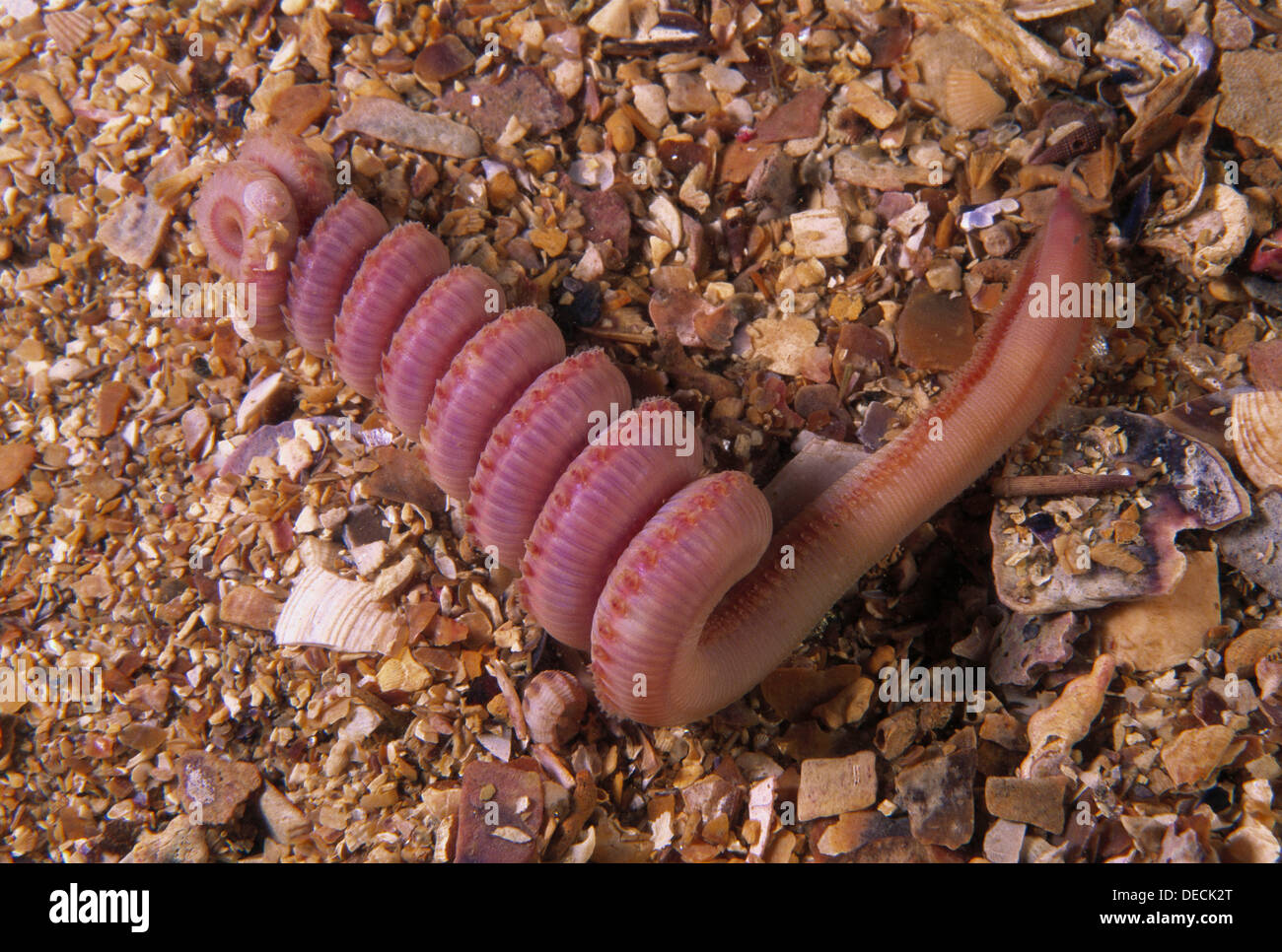 Glycera hi-res stock photography and images - Alamy