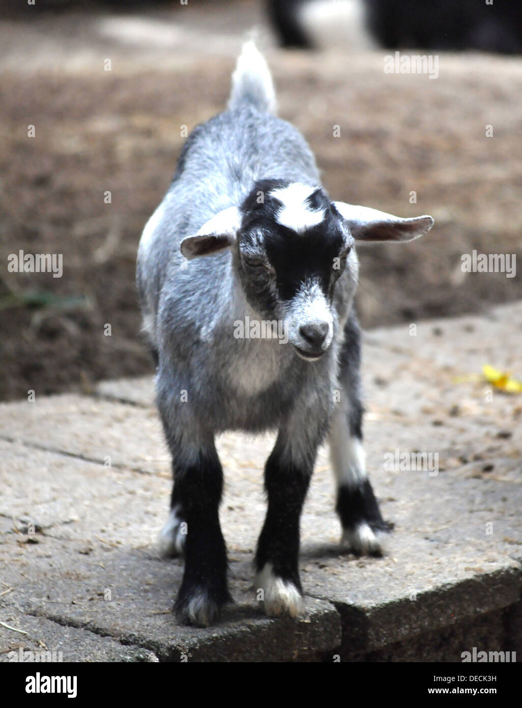 Goat hooves hi-res stock photography and images - Alamy