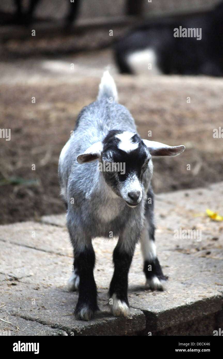 The goat hooves hi-res stock photography and images - Alamy