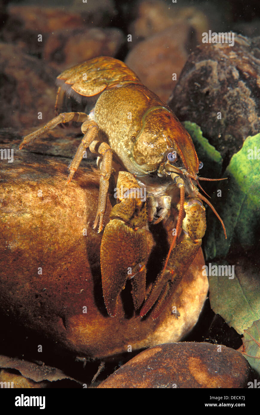 White clawed crayfish austropotamobius pallipes hi-res stock ...