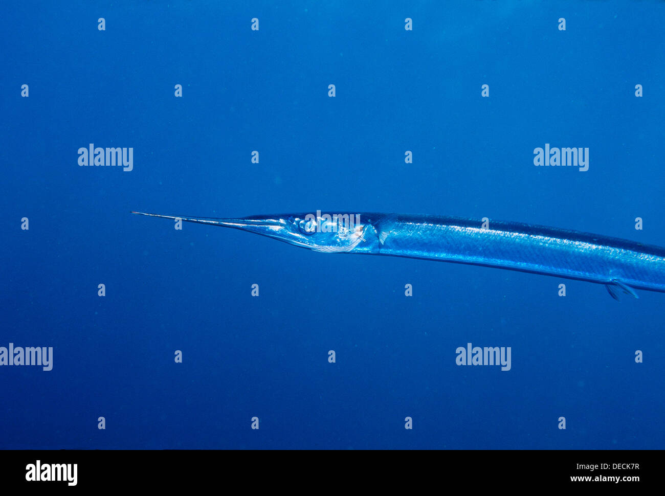 Belone Belone High Resolution Stock Photography and Images - Alamy