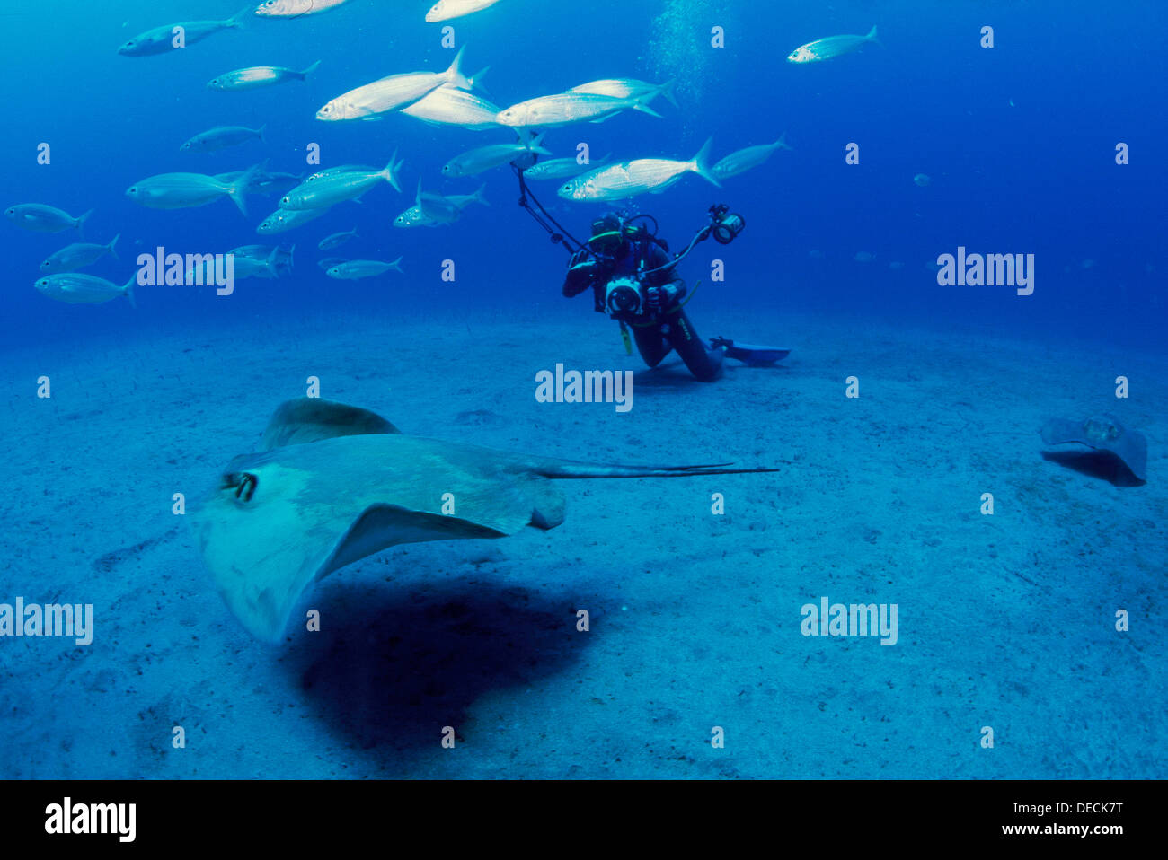 Dasyatis pastinaca hi-res stock photography and images - Alamy