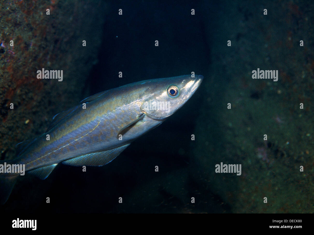 Atlantic pollock hi-res stock photography and images - Alamy