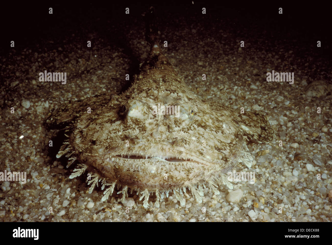 Lophius budegassa hi-res stock photography and images - Alamy