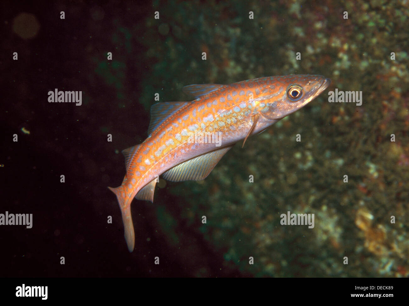 Atlantic pollock hi-res stock photography and images - Alamy