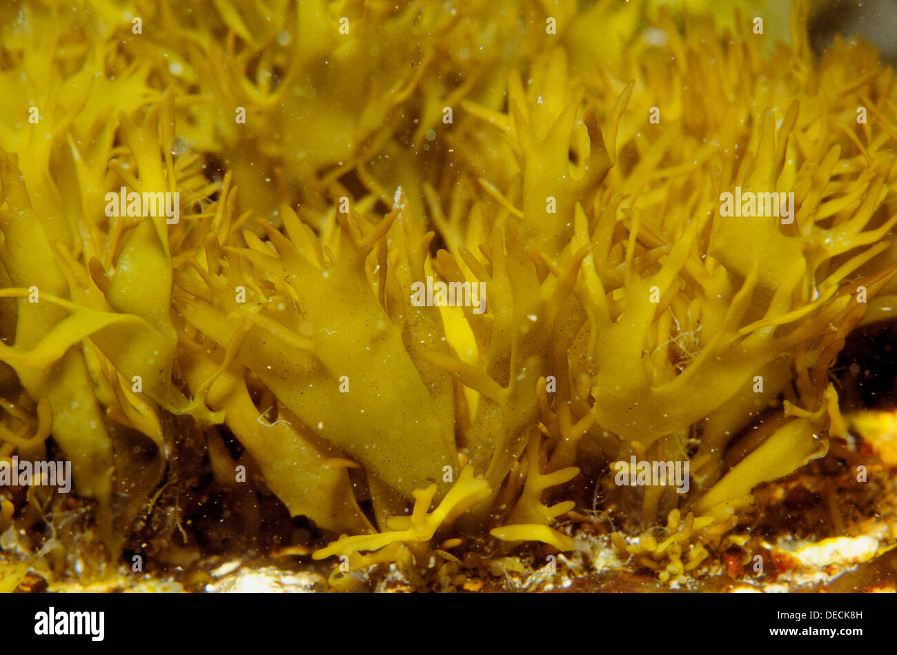 Chondrus crispus hi-res stock photography and images - Alamy