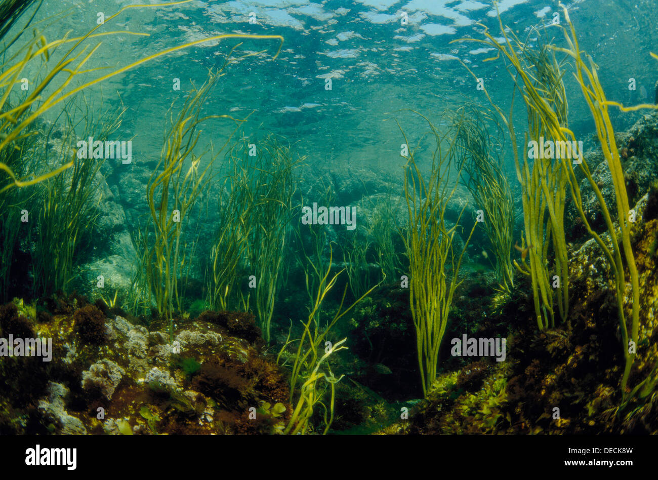 Thongweed (Himanthalia elongata). Galicia, Spain Stock Photo - Alamy