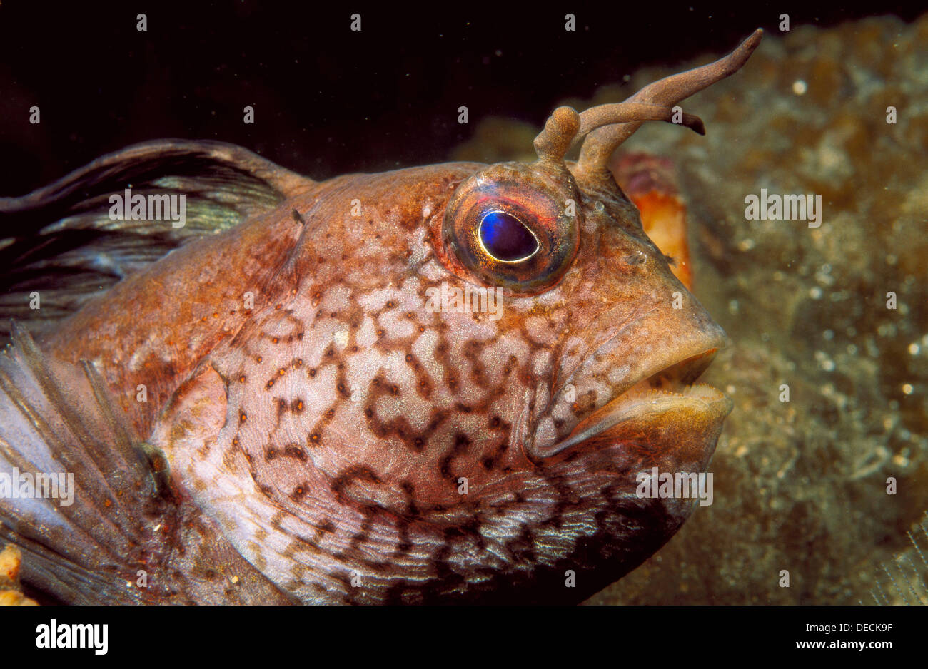 Blennius ocellaris fish hi-res stock photography and images - Alamy