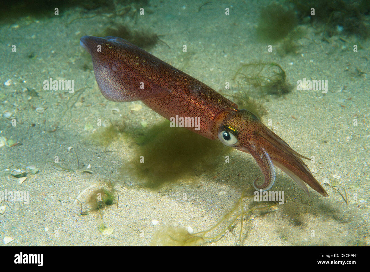 Loligo squid hi-res stock photography and images - Alamy