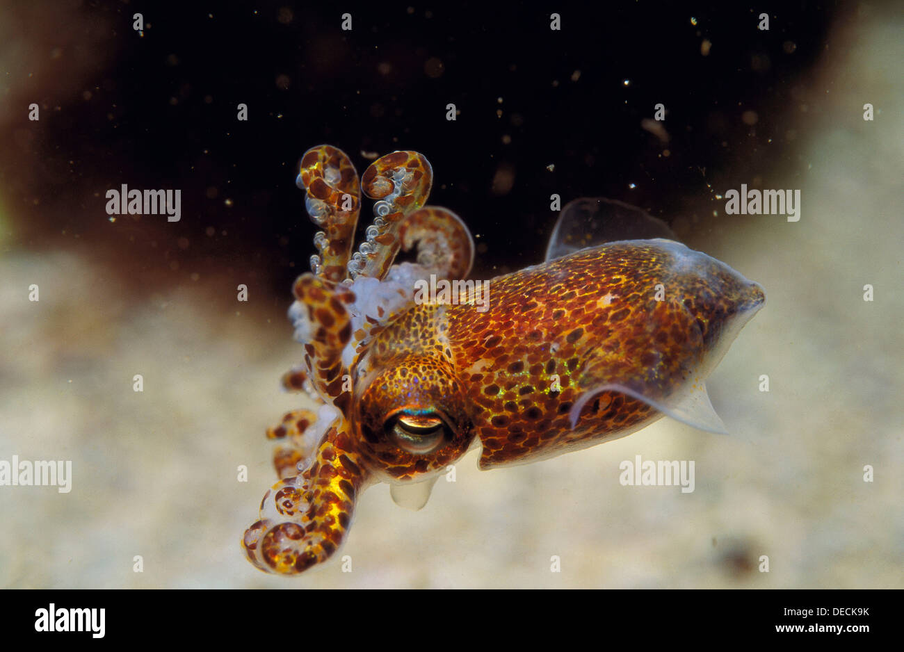 Atlantic bobtail hi-res stock photography and images - Alamy