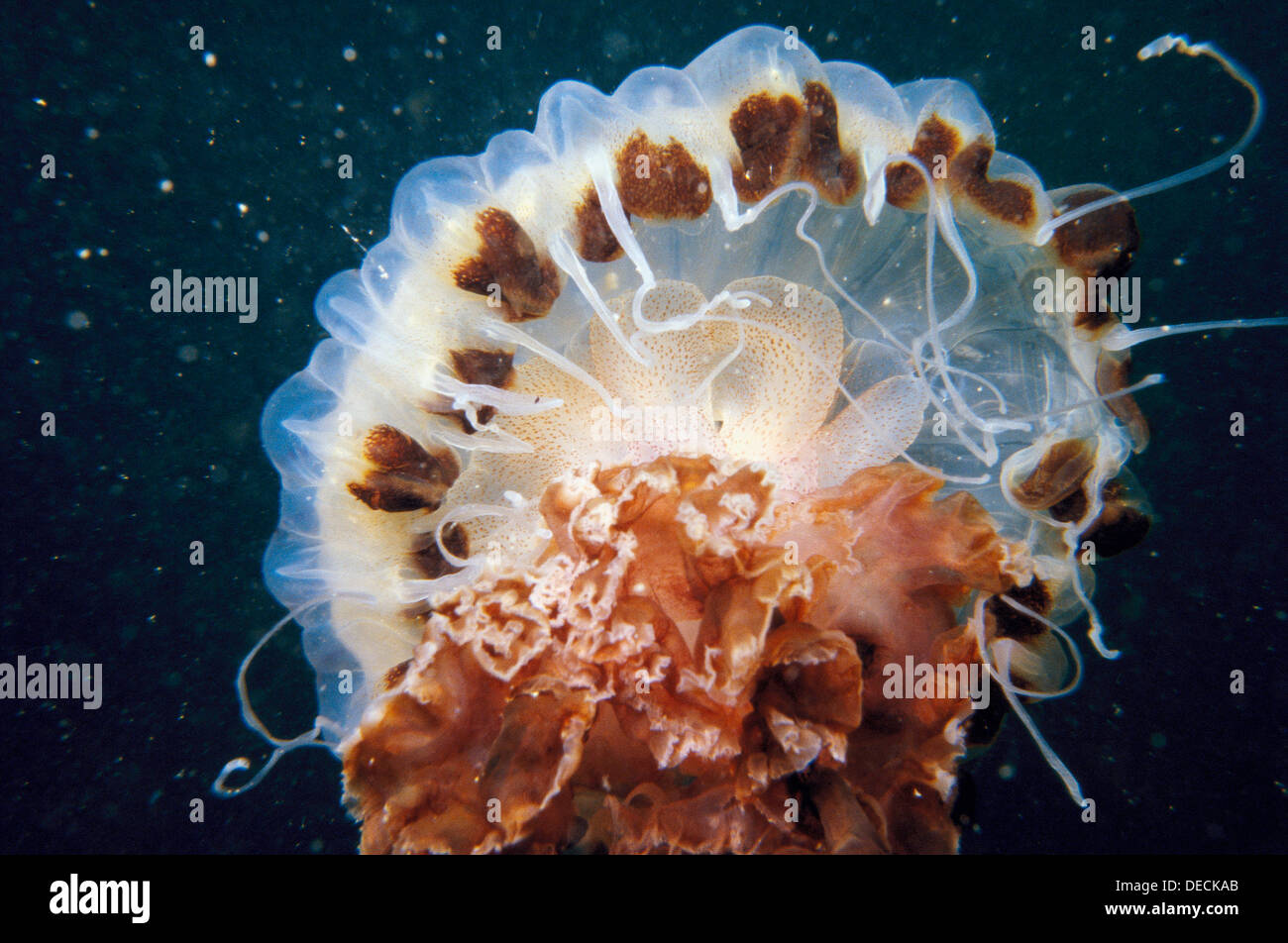 Chrysaora hysoscella hi-res stock photography and images - Alamy