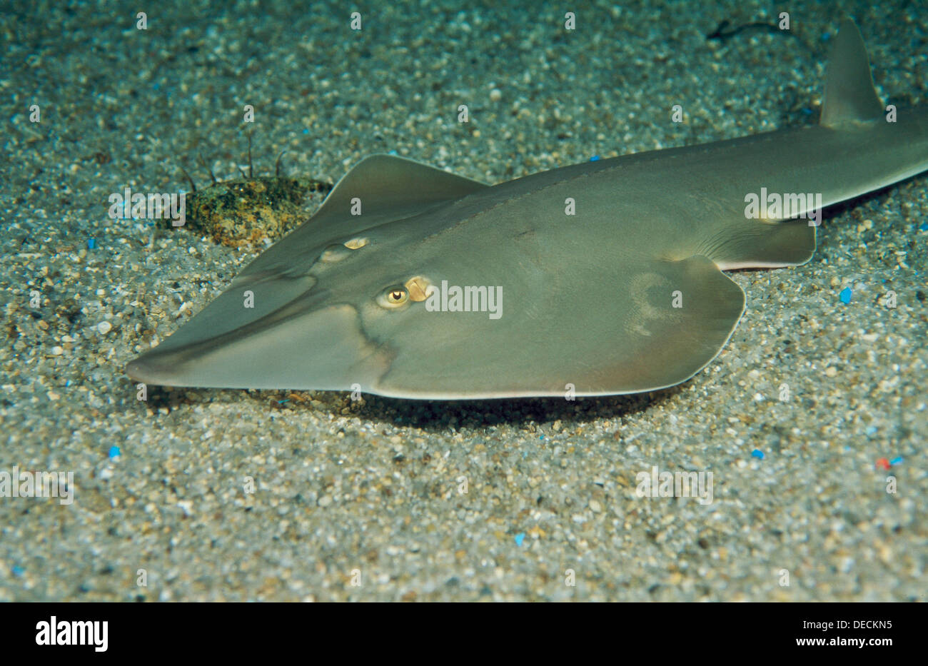 Guitarfish High Resolution Stock Photography and Images - Alamy