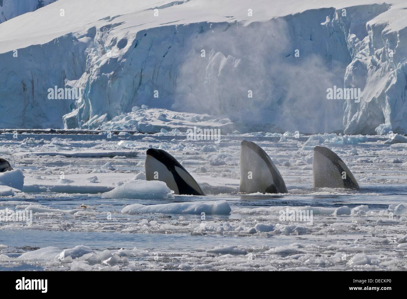 A type killer whale hi-res stock photography and images - Alamy